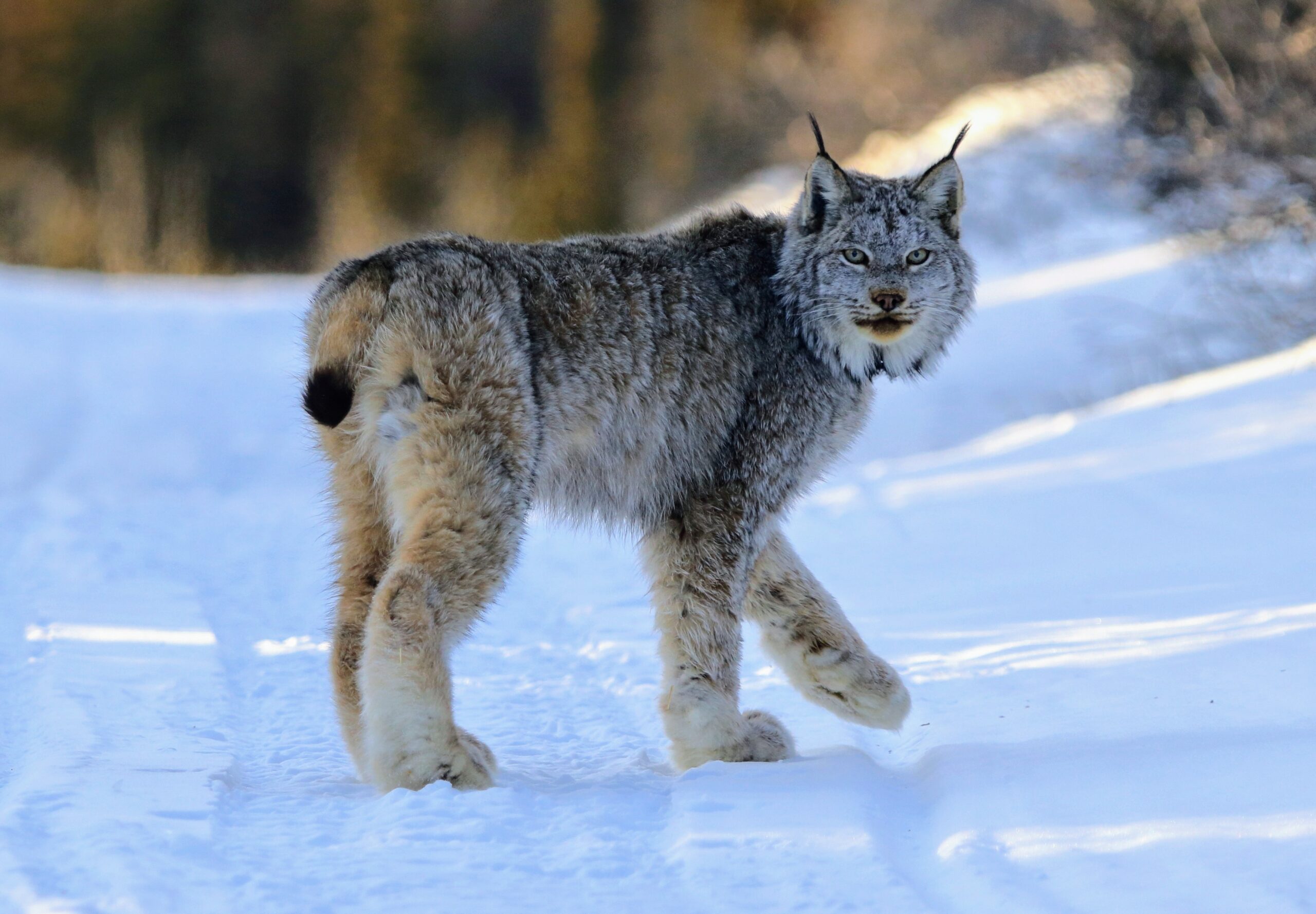 Local species extinctions are often underestimated - Earth.com