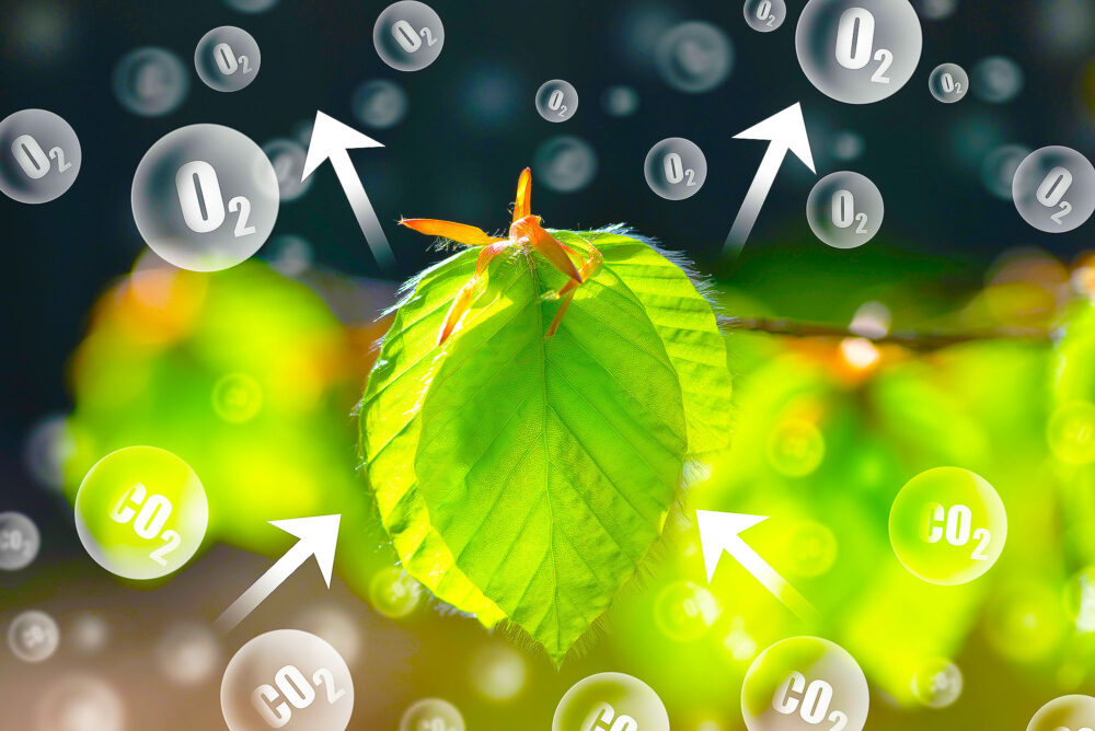 The key to life on Earth, photosynthesis, begins on the quantum level with a single photon ...