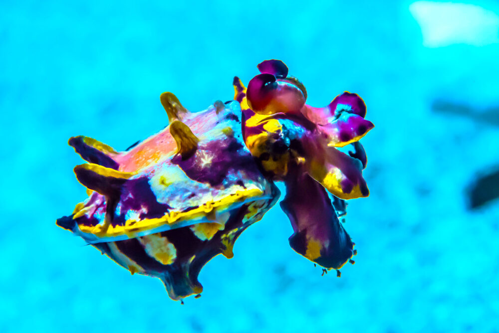 How do cuttlefish instantly change their skin color based on what they ...