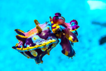 How do cuttlefish instantly change their skin color based on what they ...