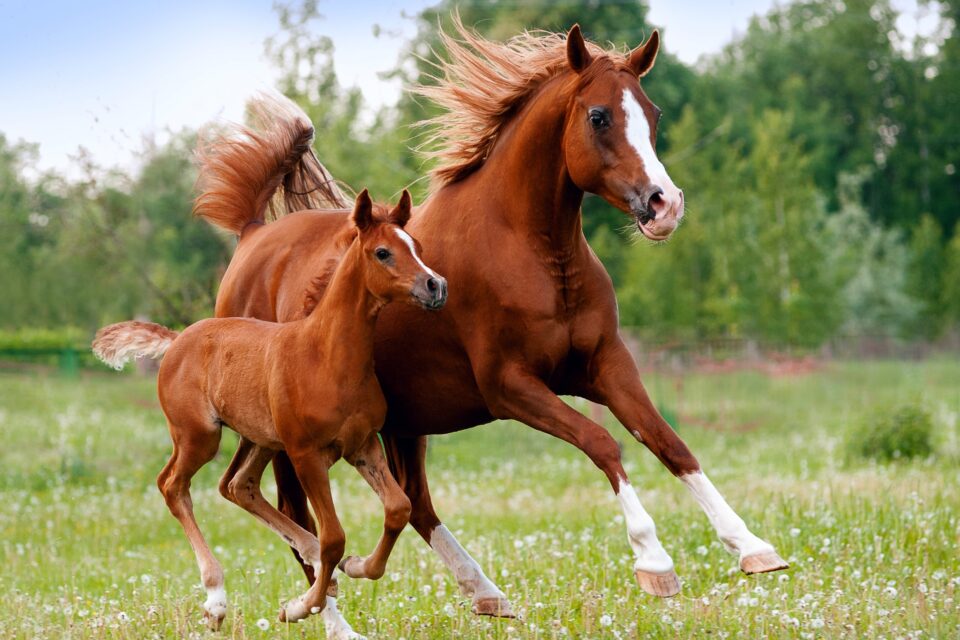 Experts confirm that modern horses lost their additional toes • Earth.com