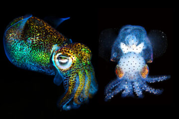 Scientists have created a transparent squid, allowing them to see ...
