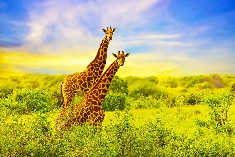 It’s World Giraffe Day! Celebrate the world’s tallest animal on the ...