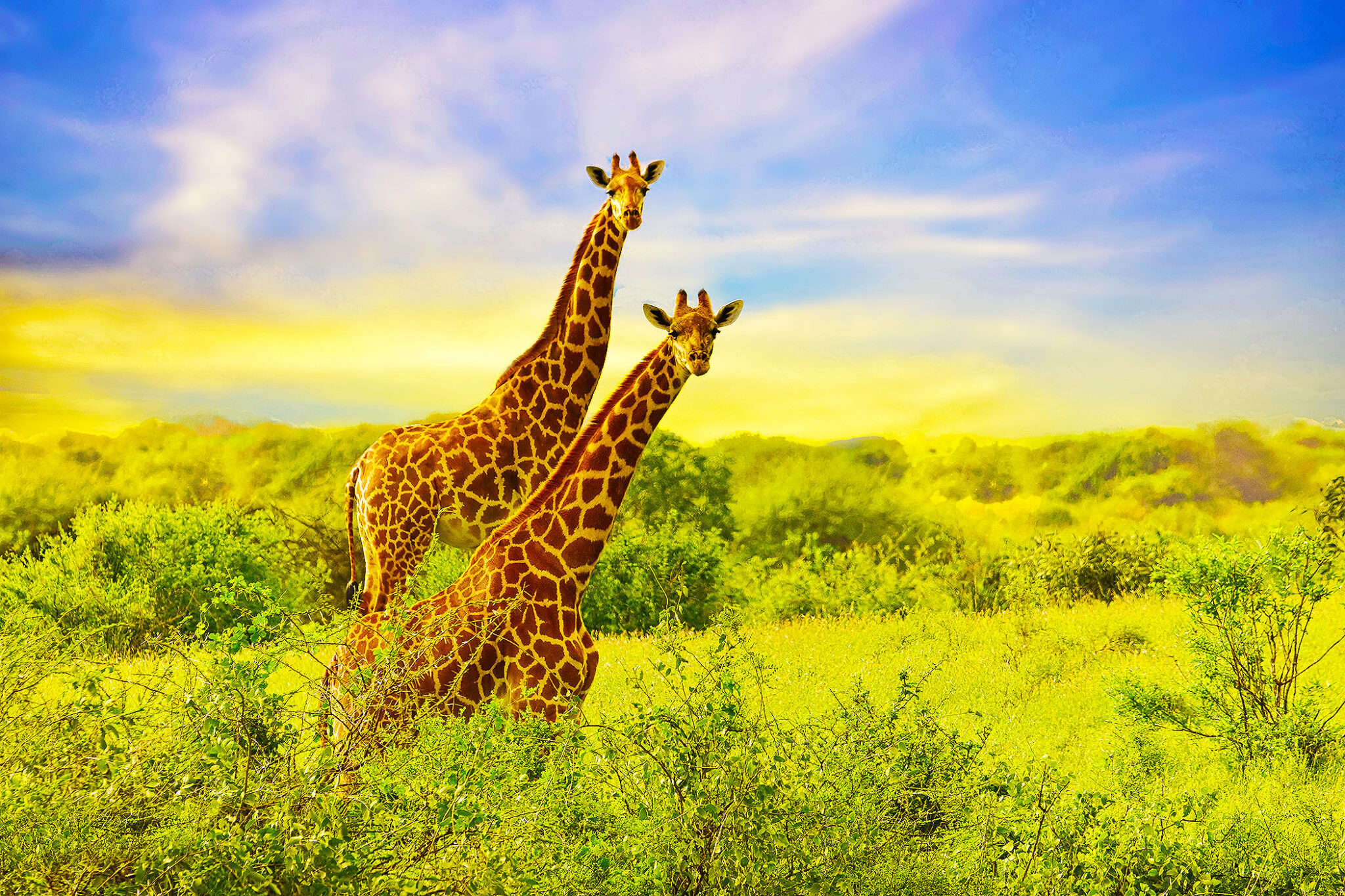 It’s World Giraffe Day! Celebrate the world’s tallest animal on the ...