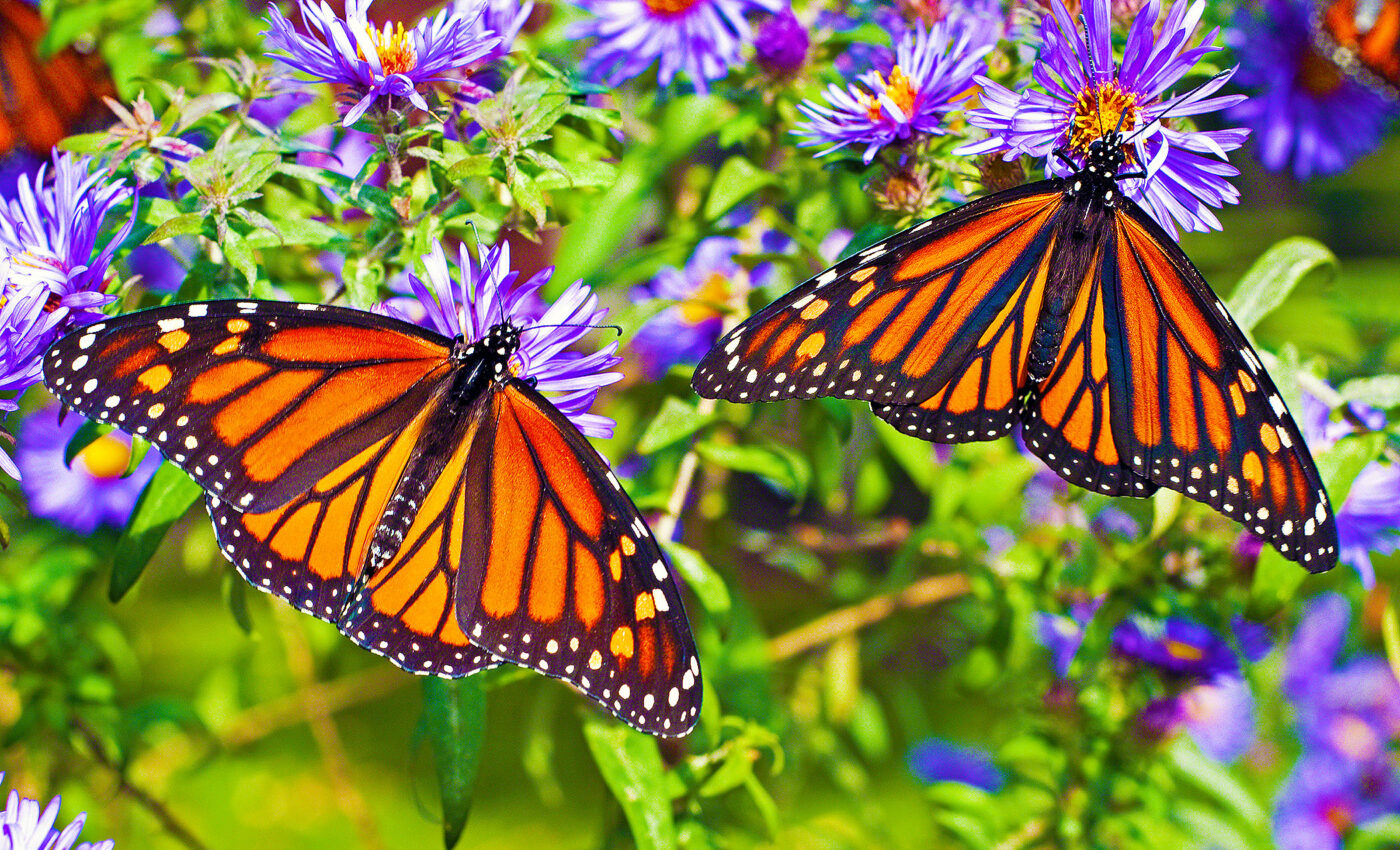 Do Monarch Butterflies Change Color