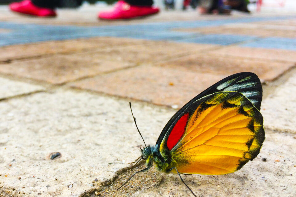 Vanishing pollinators: Urban expansion directly linked to decimation of ...