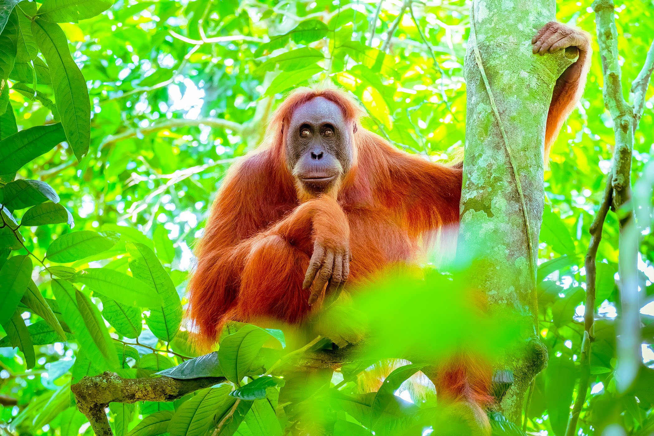 Orangutans can produce two different sounds simultaneously, similar to ...