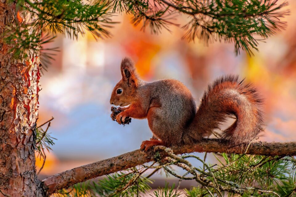 When it comes to seed survival, trees have friends and enemies in a ...