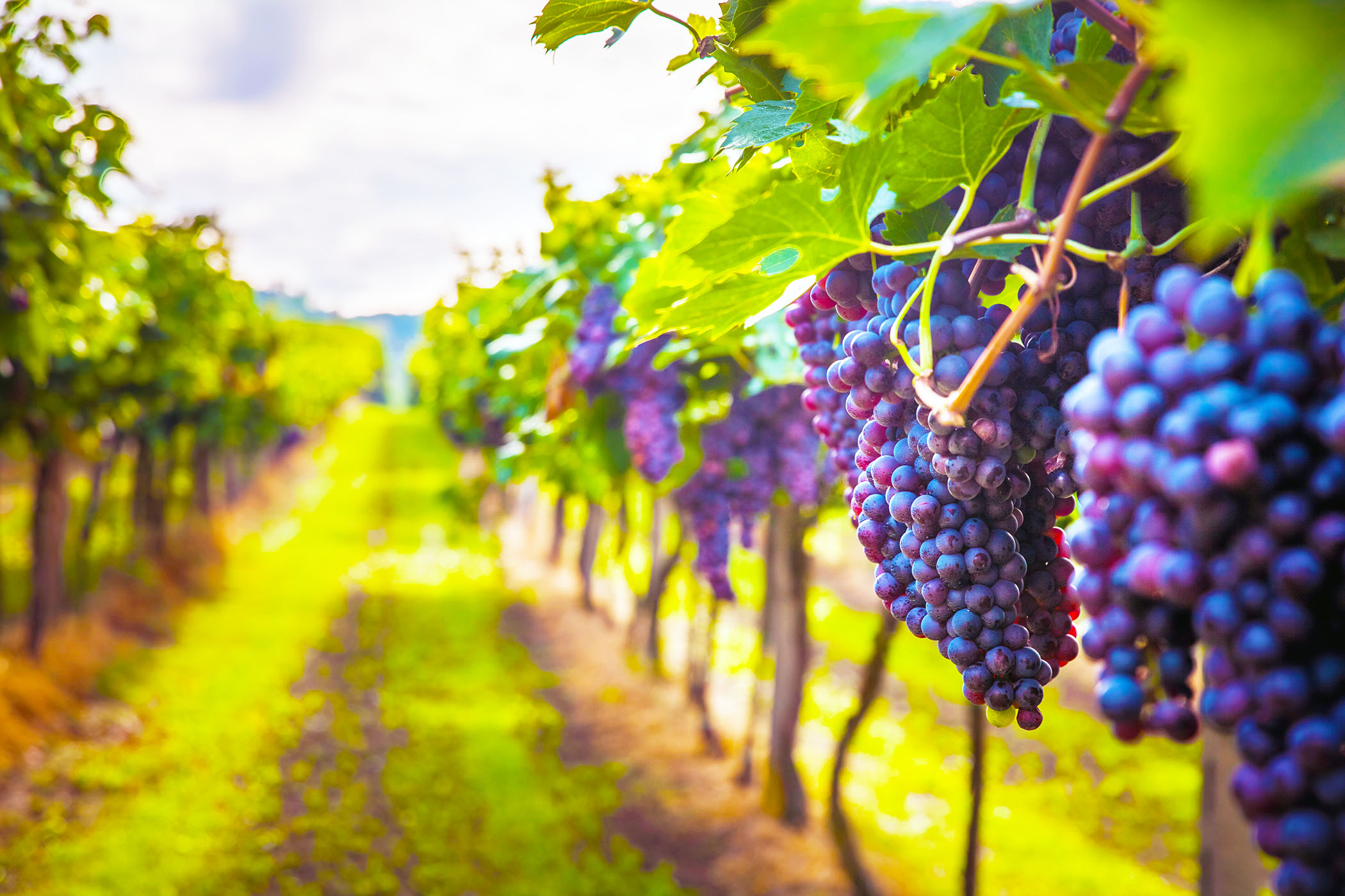 Wild birds are significantly threatened by vineyard fungicides - Earth.com