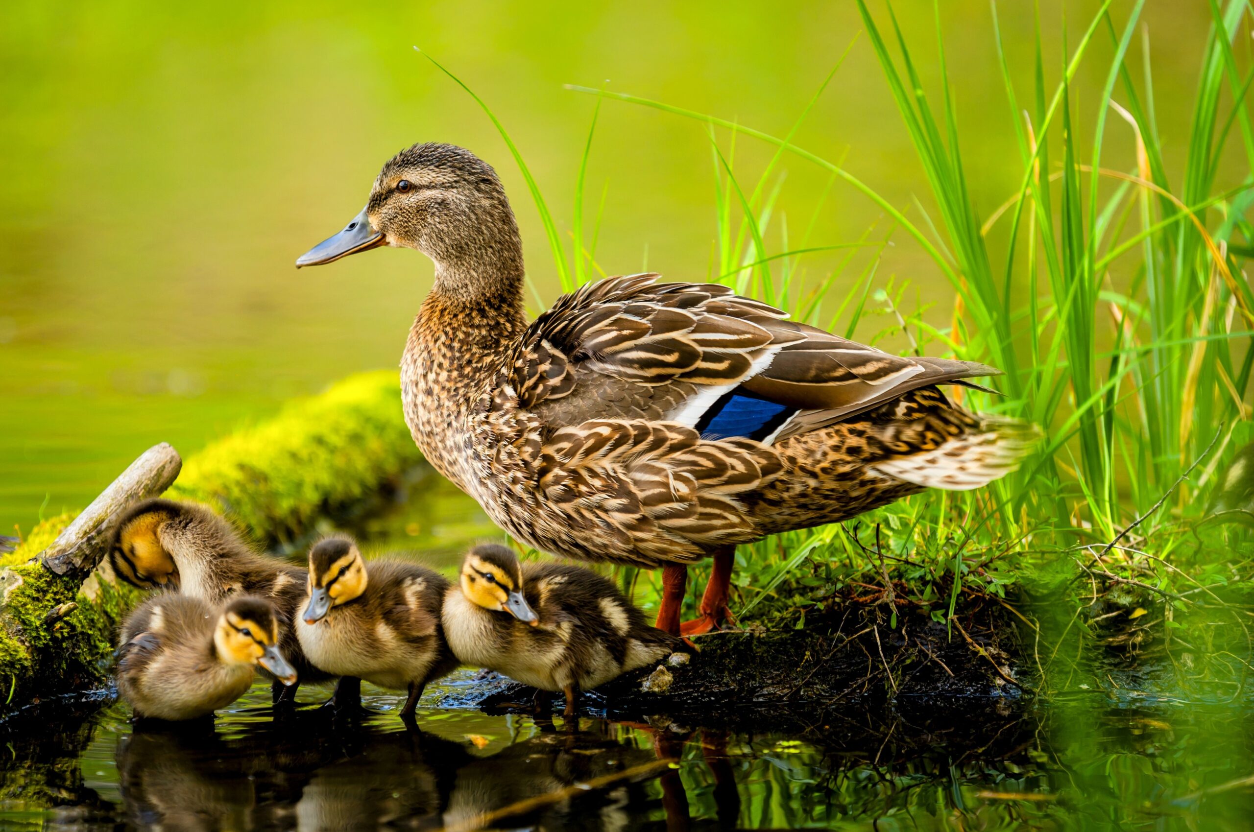 Unique molting patterns may have saved birds during dinosaur extinction - Earth.com