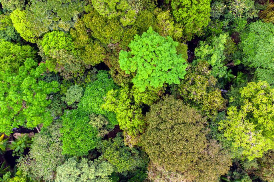 Protected forests offset a year's worth of global fossil fuel emissions ...