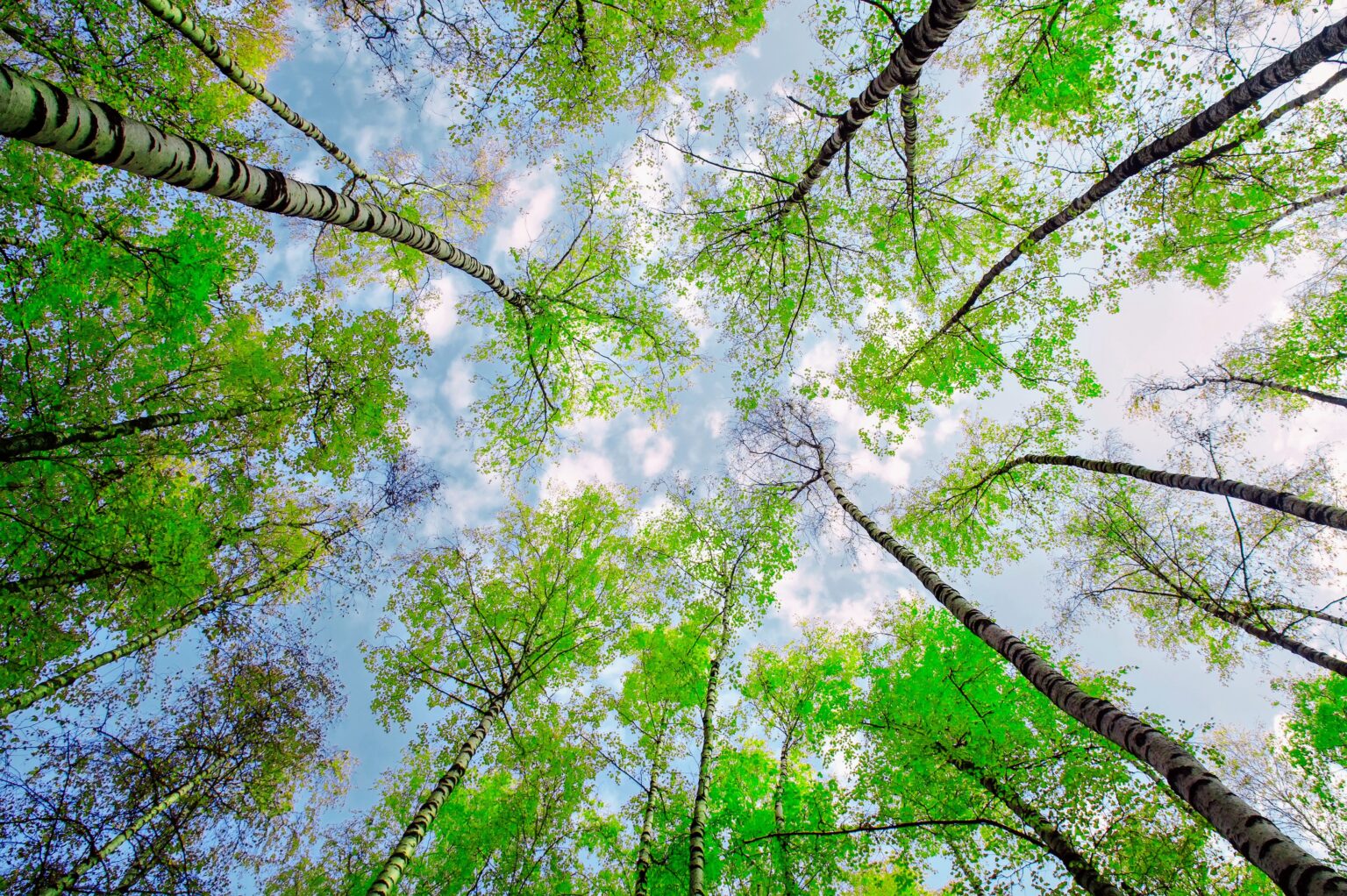 Study sheds light on the pathways of plant regeneration • Earth.com