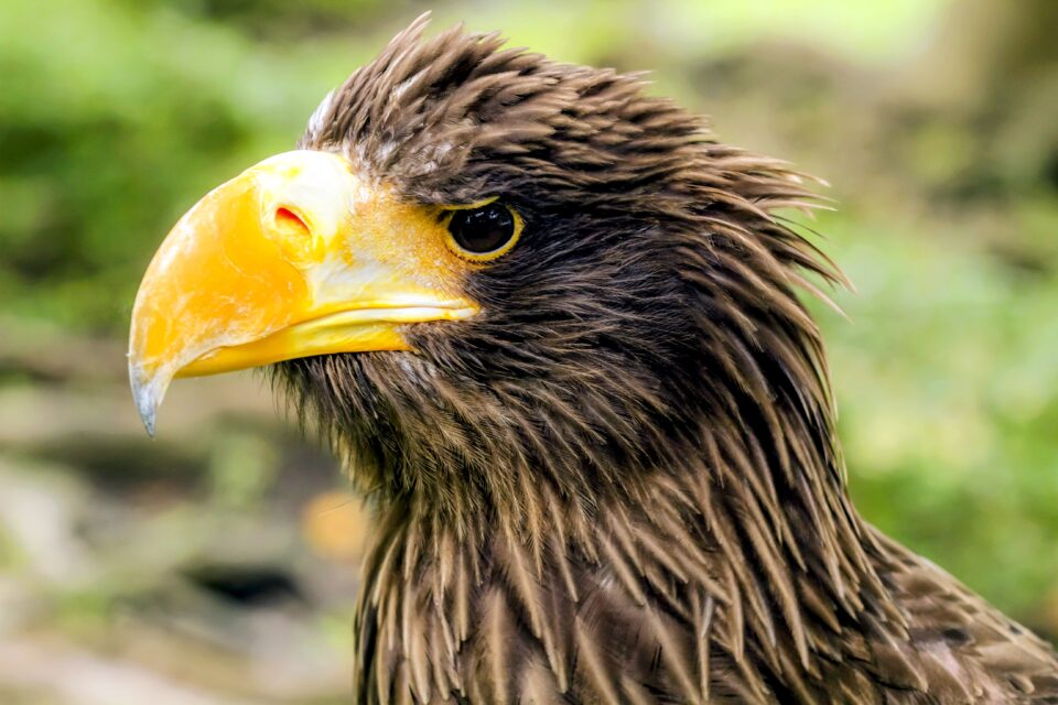 Bird behavior: Beak shape can predict nest materials • Earth.com