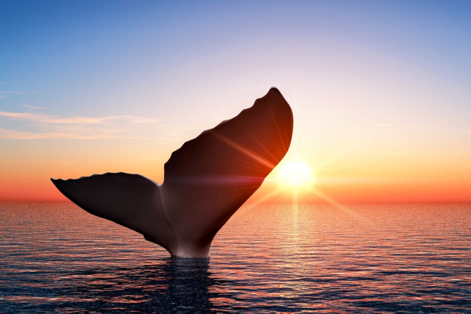 The unique evolutionary journey of the pygmy right whale • Earth.com