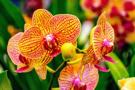 Masters of deception: Orchids use trickery to get what they need ...