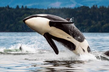 World Orca Day: The crucial role of the ocean's apex predator • Earth.com