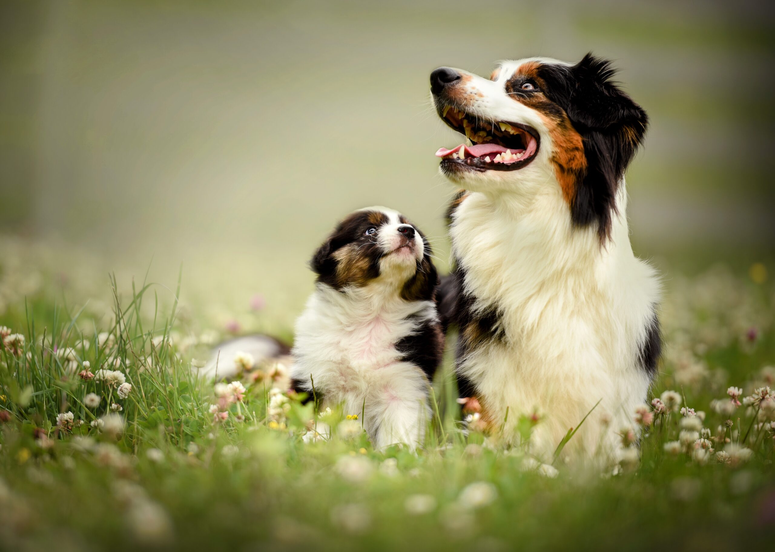 Dogs have memories of their relatives, but you can help by making them ...