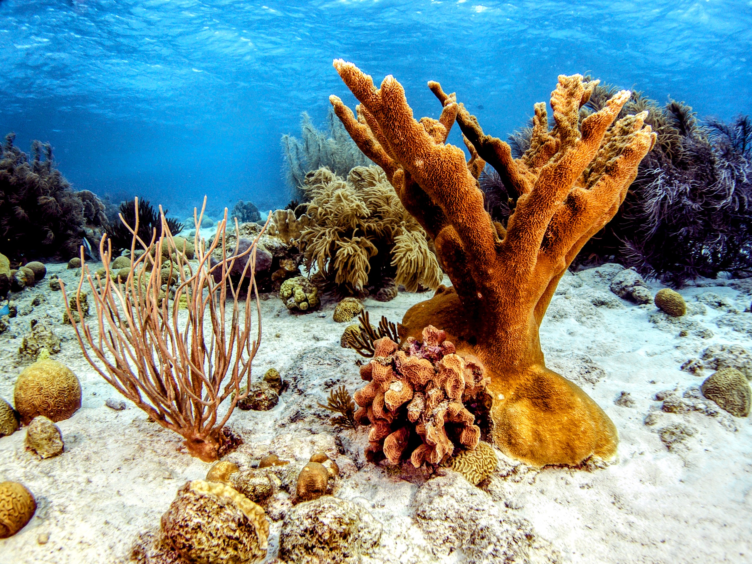 Favorable conditions offer hope for endangered elkhorn coral - Earth.com
