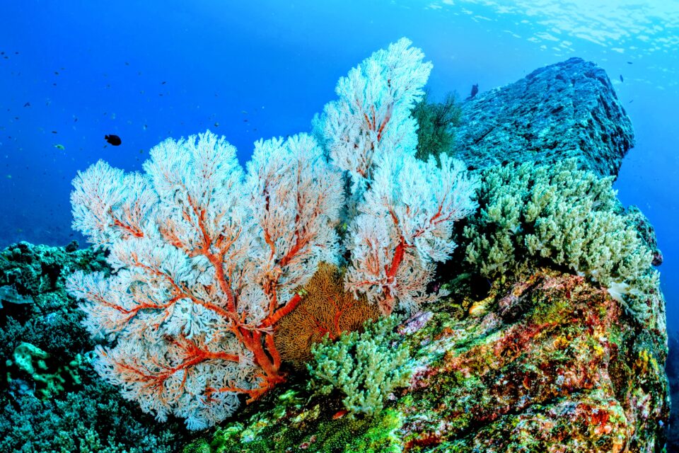 Symbiosis will help some corals survive in a warming world • Earth.com