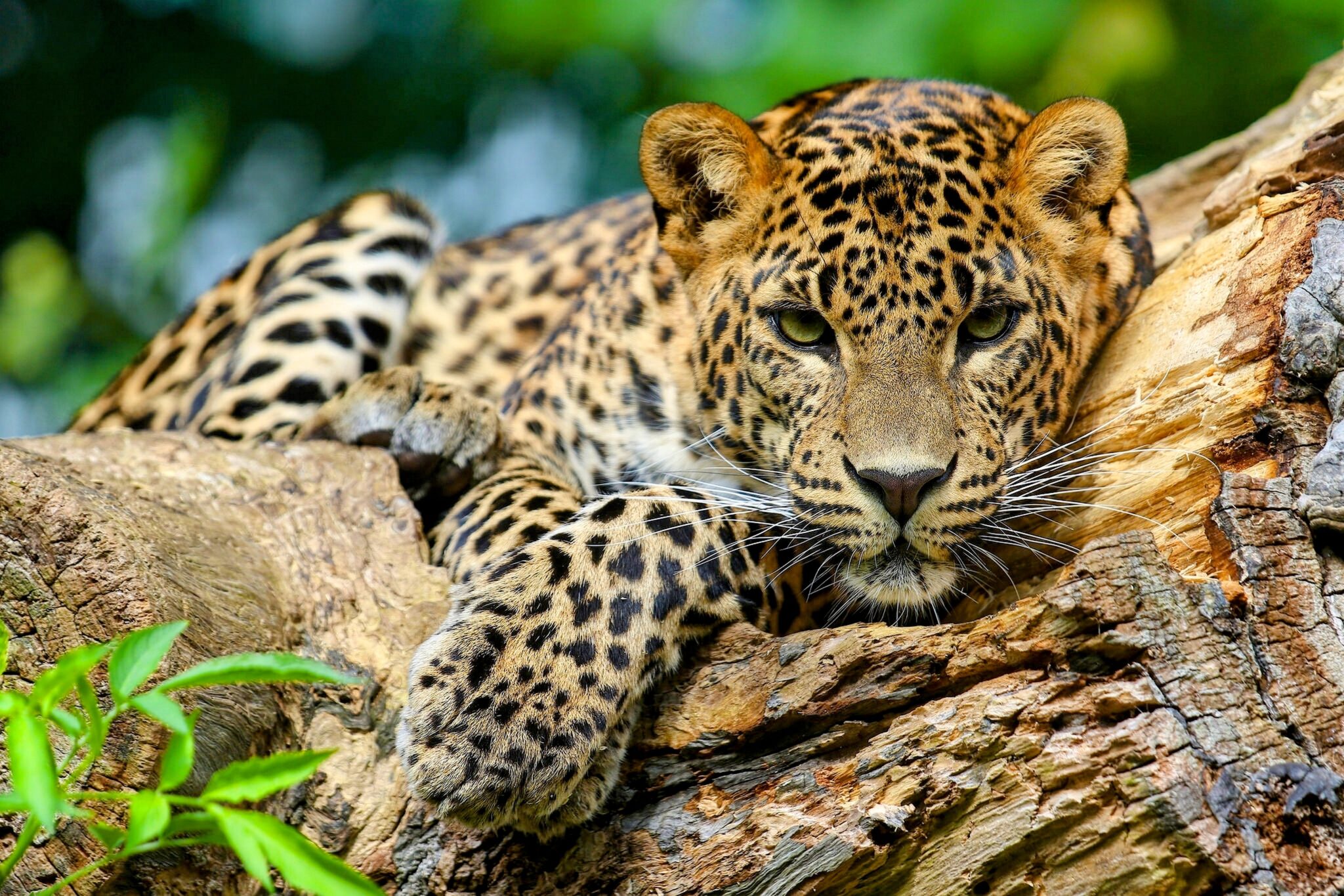 Experts are tracking the elusive jaguar by studying its poop • Earth.com