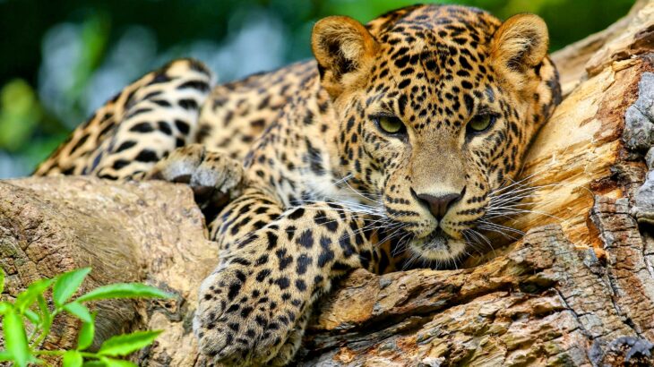 Earth Animals • Earth.com