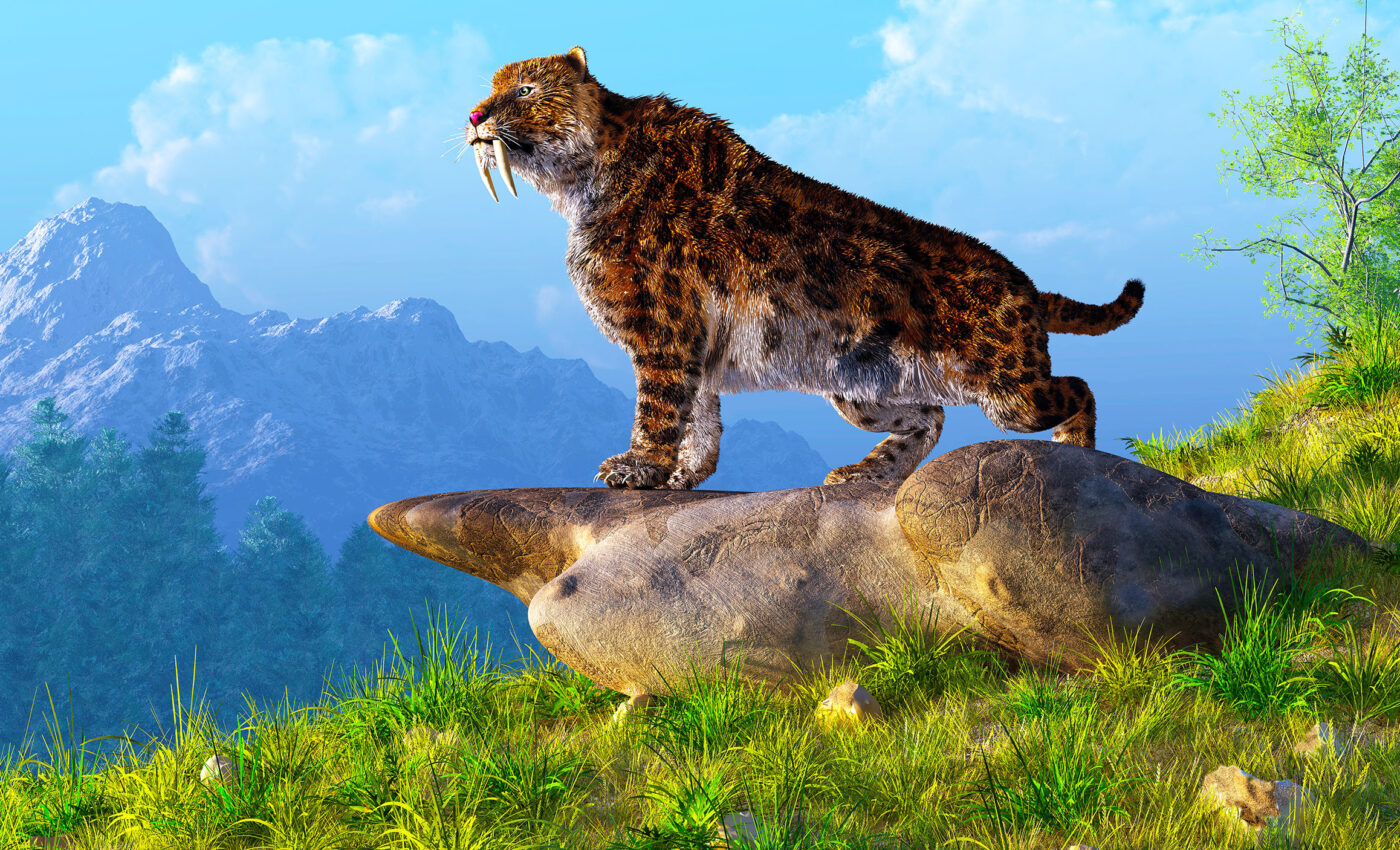 Saber Tooth Tiger Habitat Mammoths, Sabre Tooth Tigers And Other