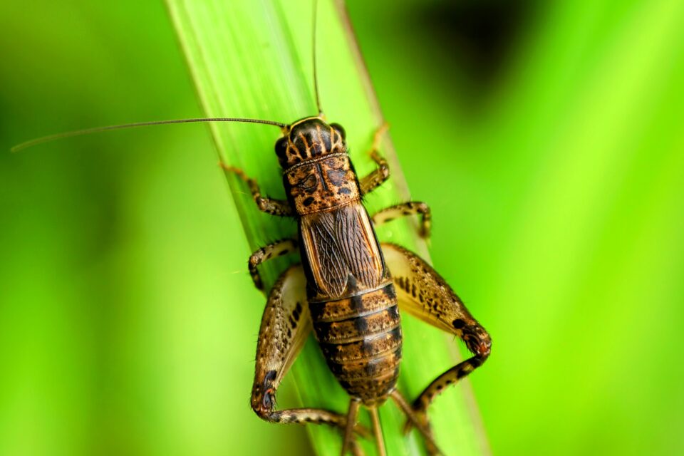 Male crickets cooperate to attract mates, until the competition heats ...