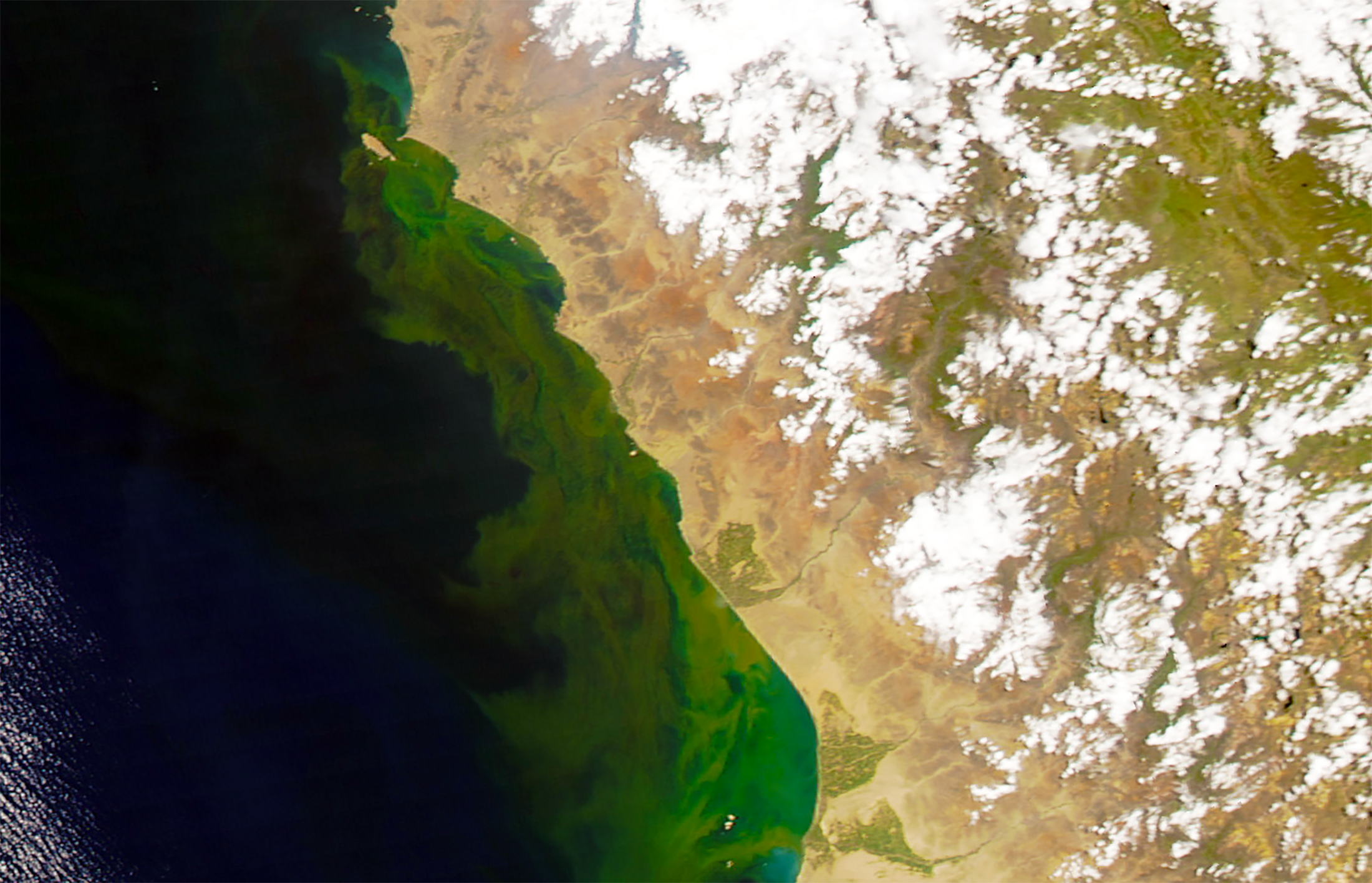 Coastal areas of Peru and Chile are greening, but this is not positive ...