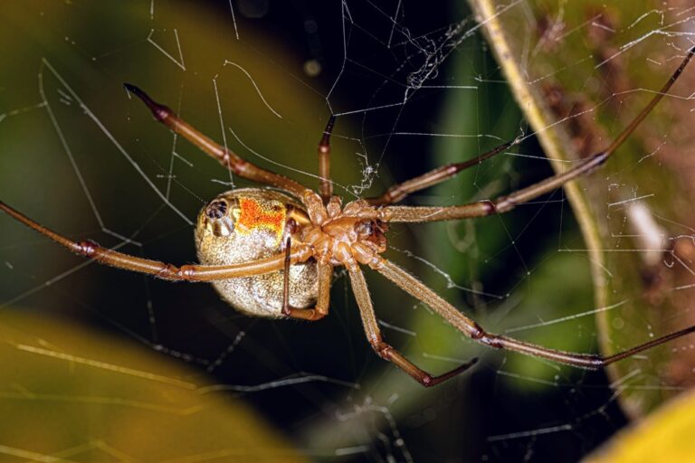 Invasive brown widow spiders thrive in city landscapes • Earth.com