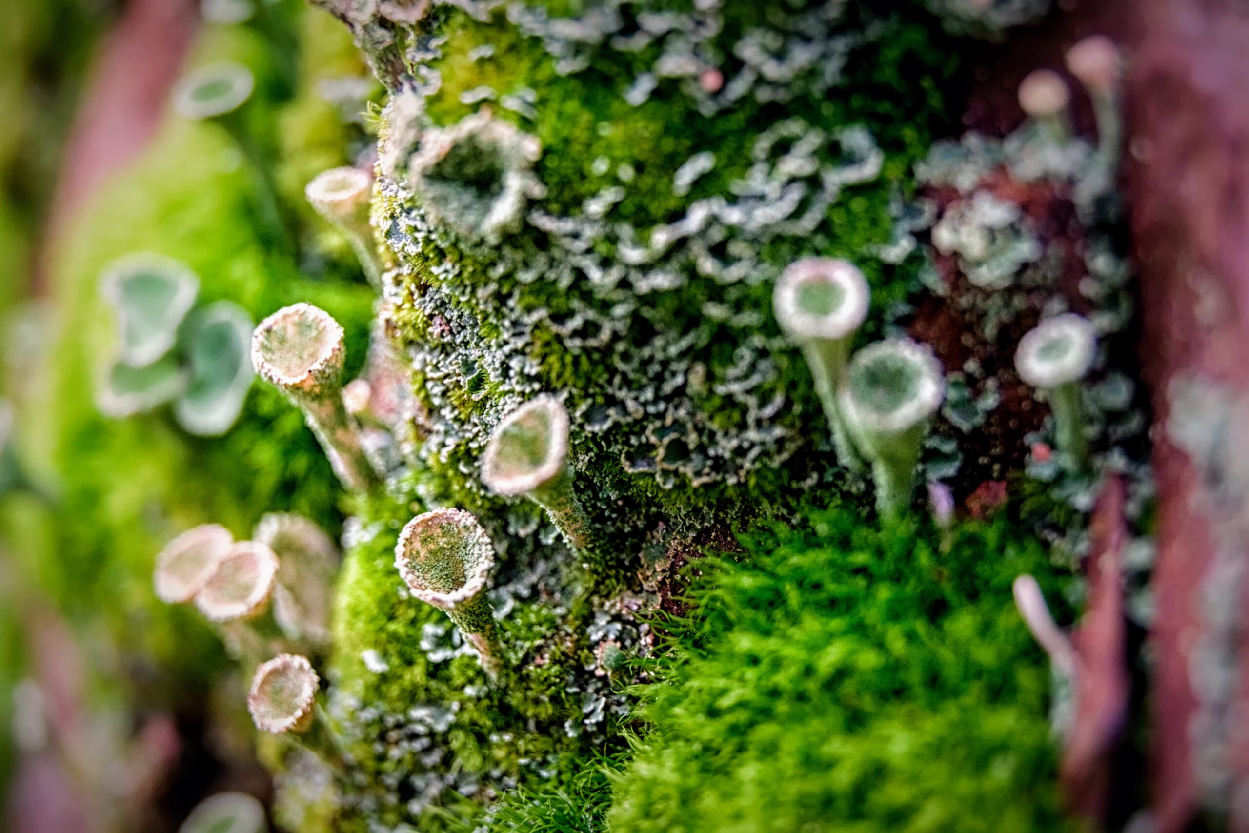 Hundreds of plant and lichen species are overlooked victims of climate ...
