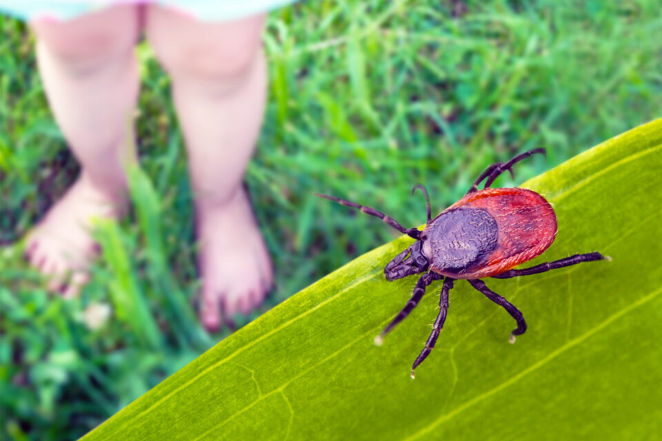 Over 500,000 Americans are now allergic to red meat because they were ...