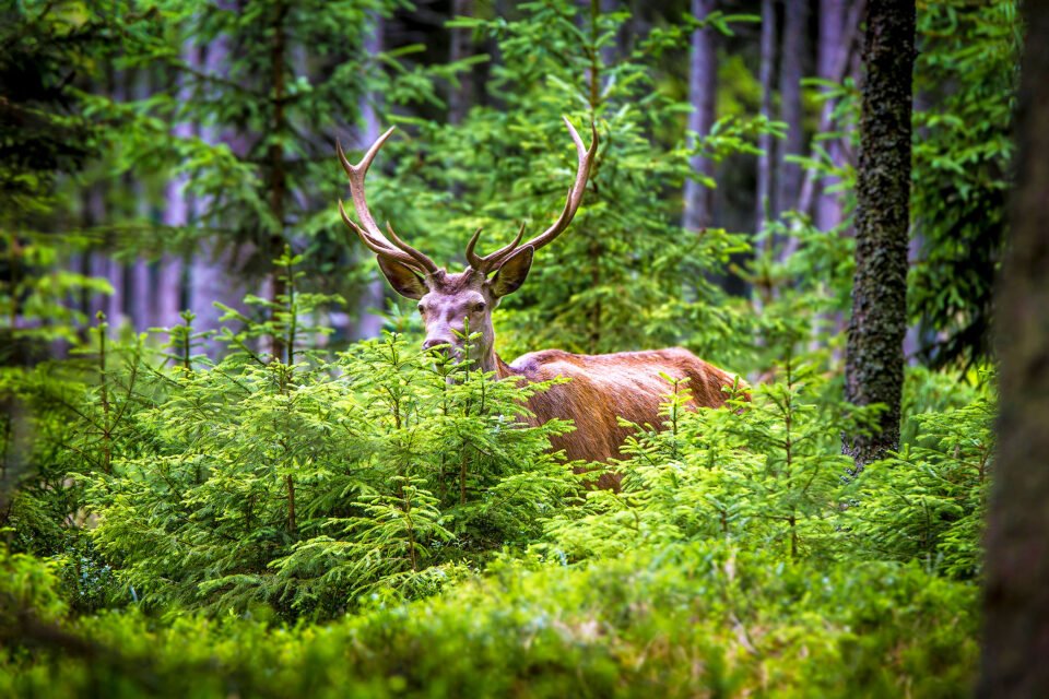 Scientists vacuumed animal DNA from the air in a forest and had amazing ...