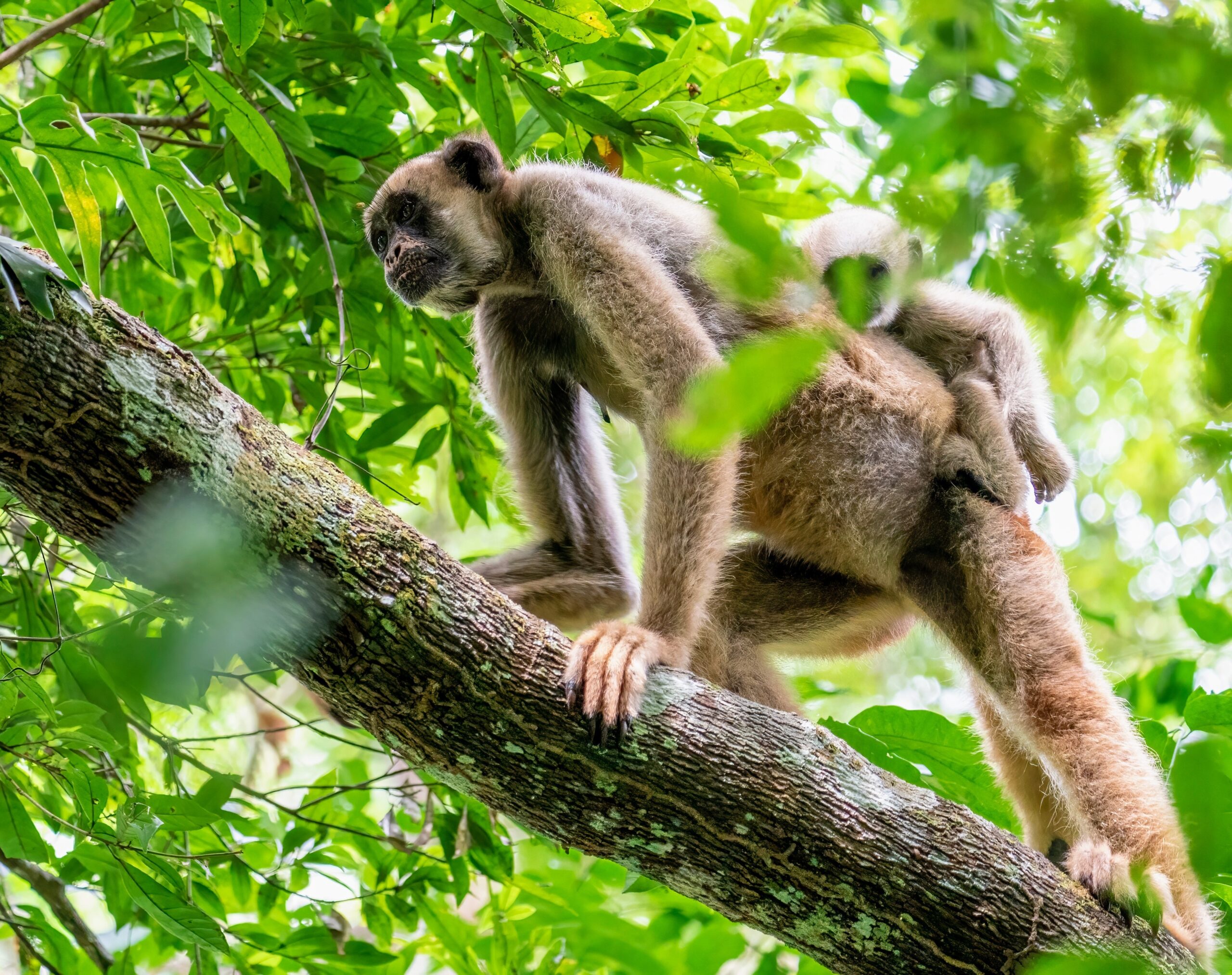 Study reveals mating strategies of critically endangered muriquis ...