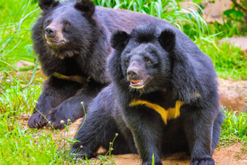 International Moon Bear Day: A celebration of a fascinating creature ...