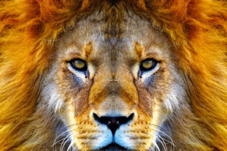 World Lion Day: Celebrating the king of the jungle • Earth.com