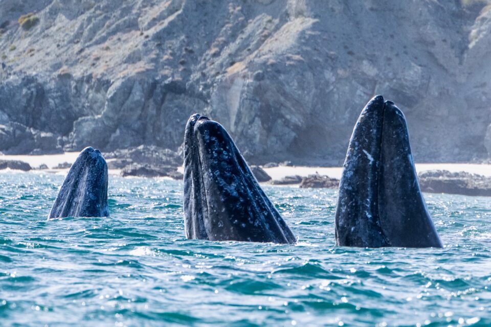 Gray whales that forage on the Pacific Coast are smaller than expected • Earth.com