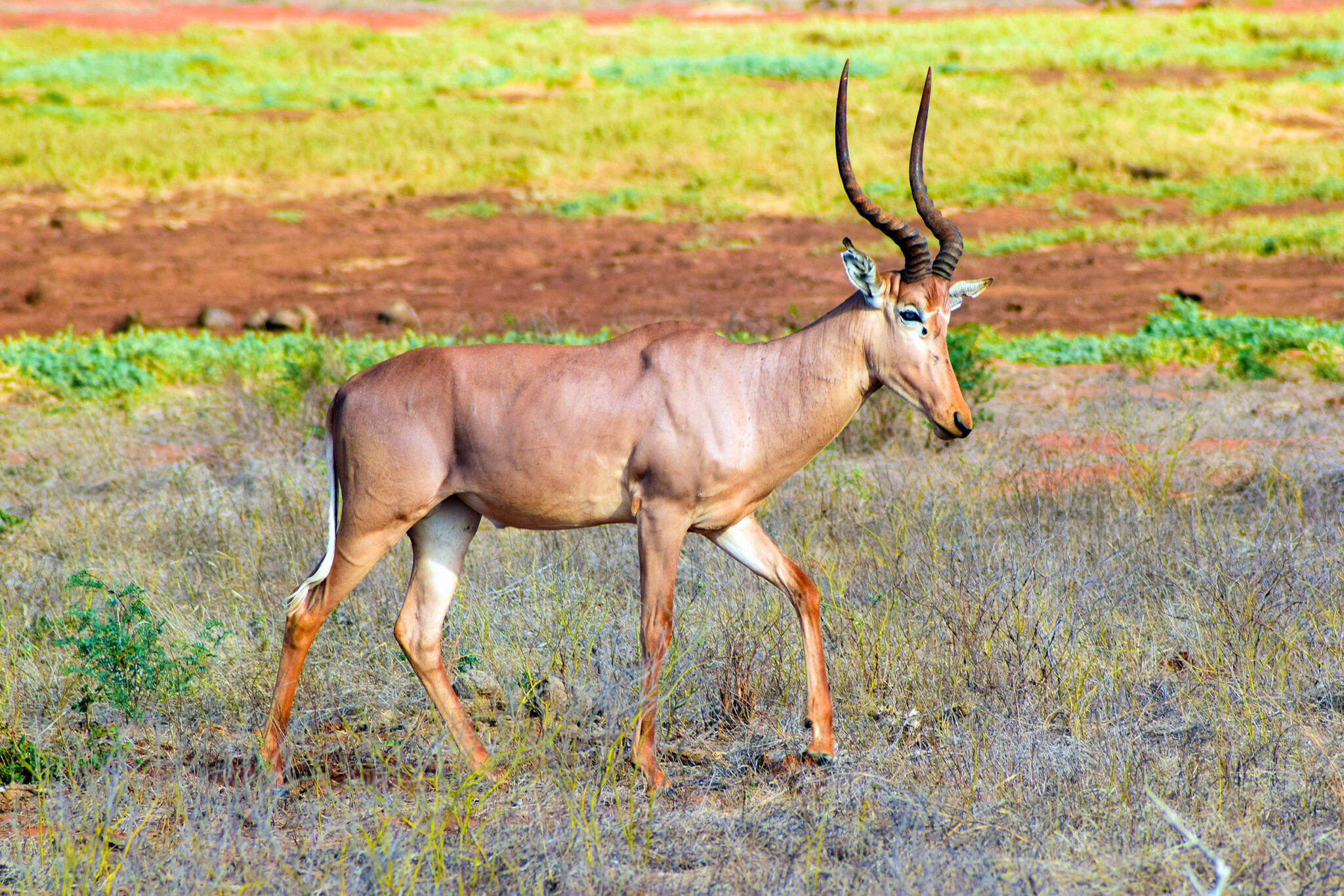 World Hirola Day: Celebrating a rare and endangered antelope species ...