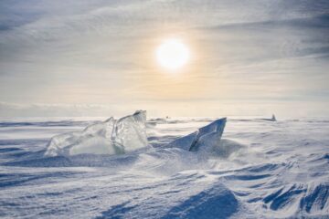 Tiny ice mouse survived months of total darkness and sub-zero ...