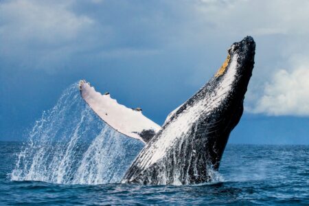 New Egyptian whale species adds to the fascinating story of whale evolution • Earth.com