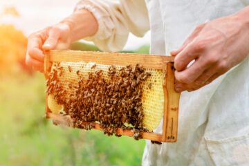 World honey bee day: Celebrating bees and beekeepers across the globe ...