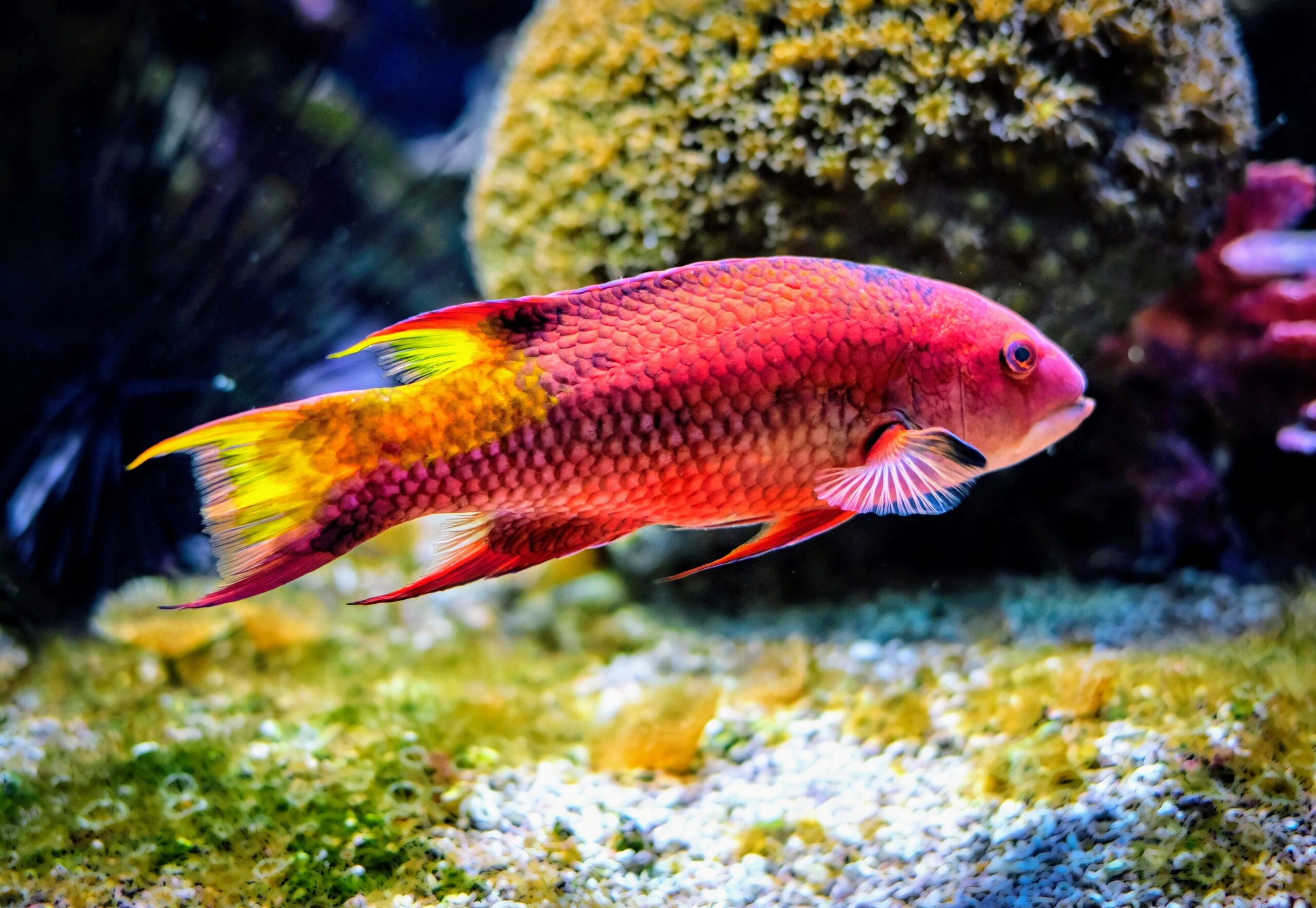 The fish that sees with its skin: Hogfish can watch their own color ...