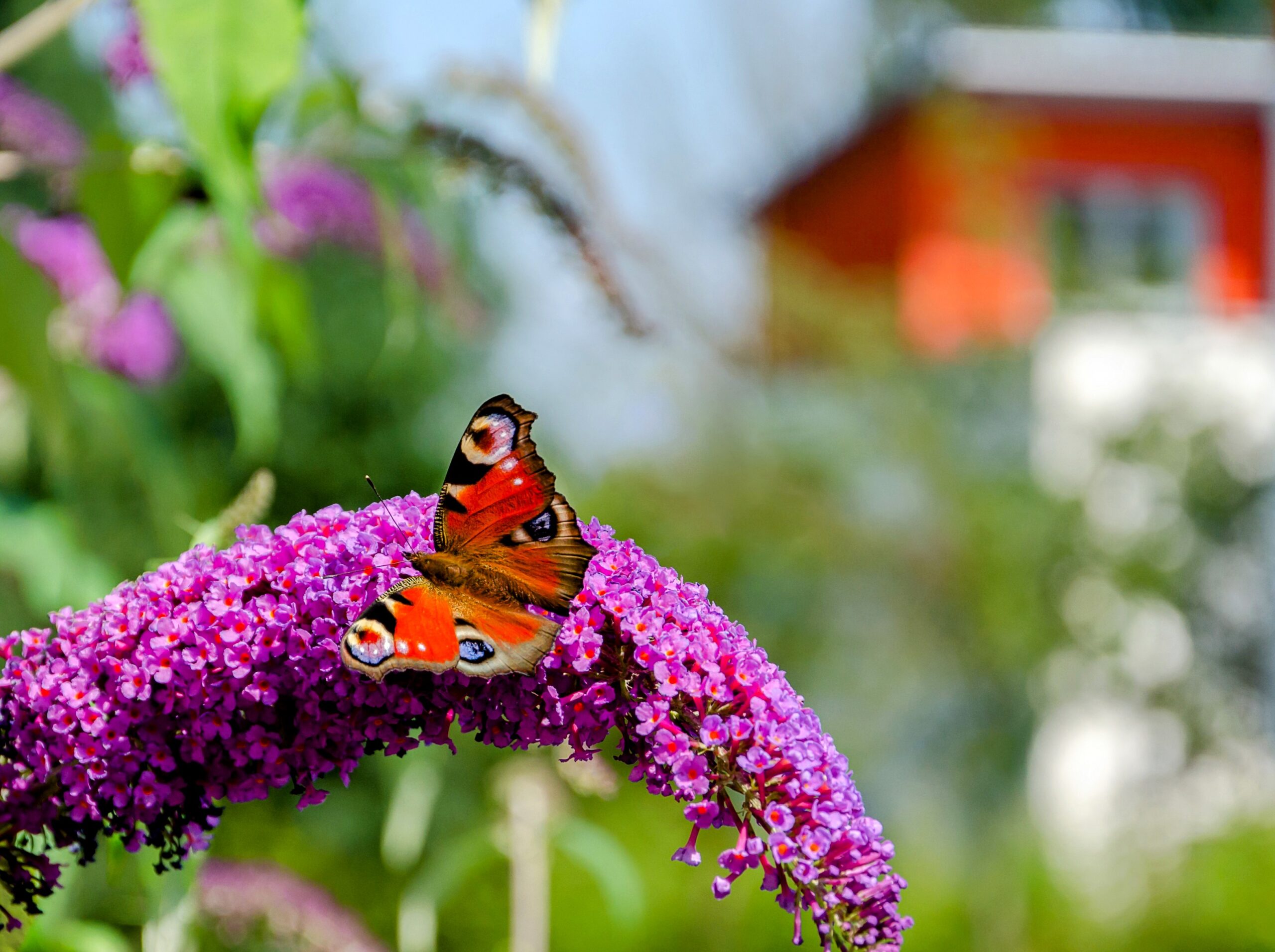 Small greening projects can dramatically boost urban biodiversity ...