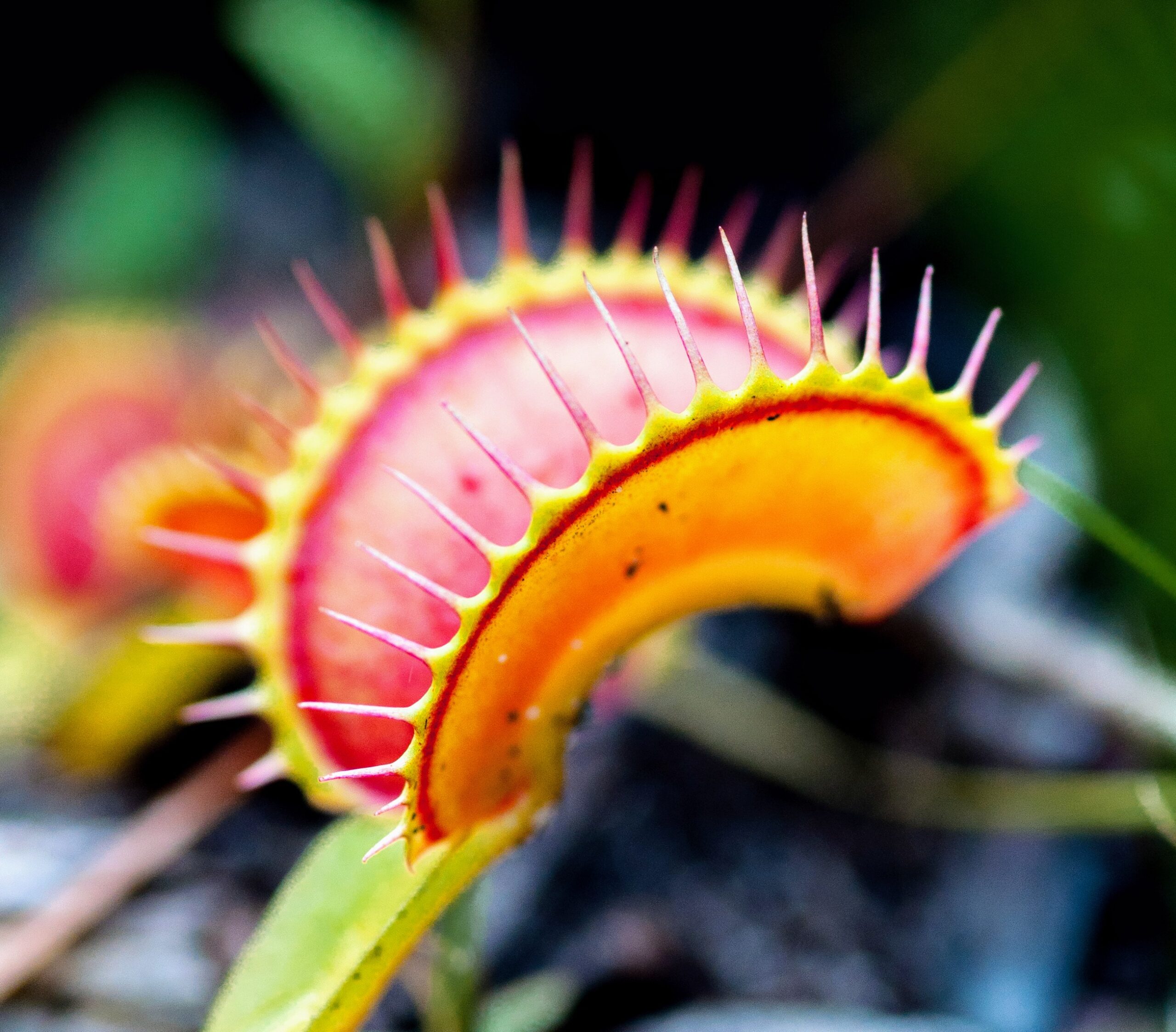 Fiery defense: Venus flytrap snaps shut when it detects heat from fire ...