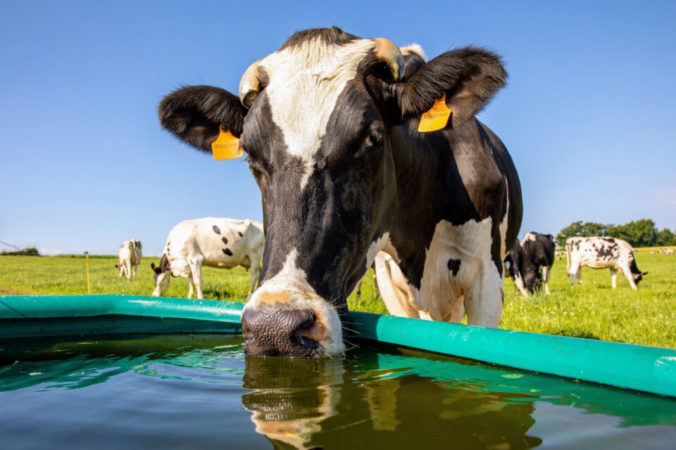 Cattle farming expansion could expose more than a billion cows to heat ...