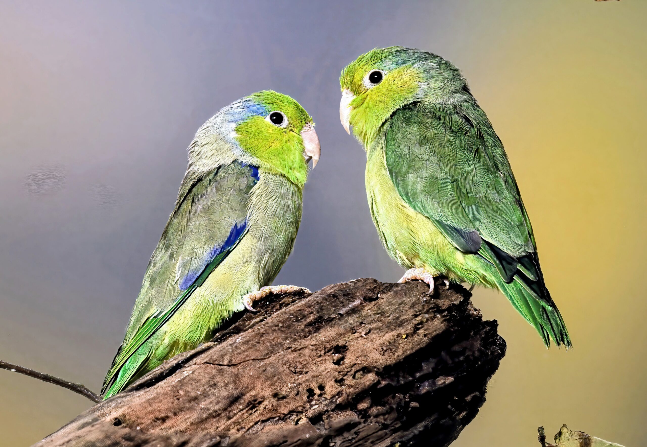 Rainforest transformation impacts reproduction among cavity-nesting ...