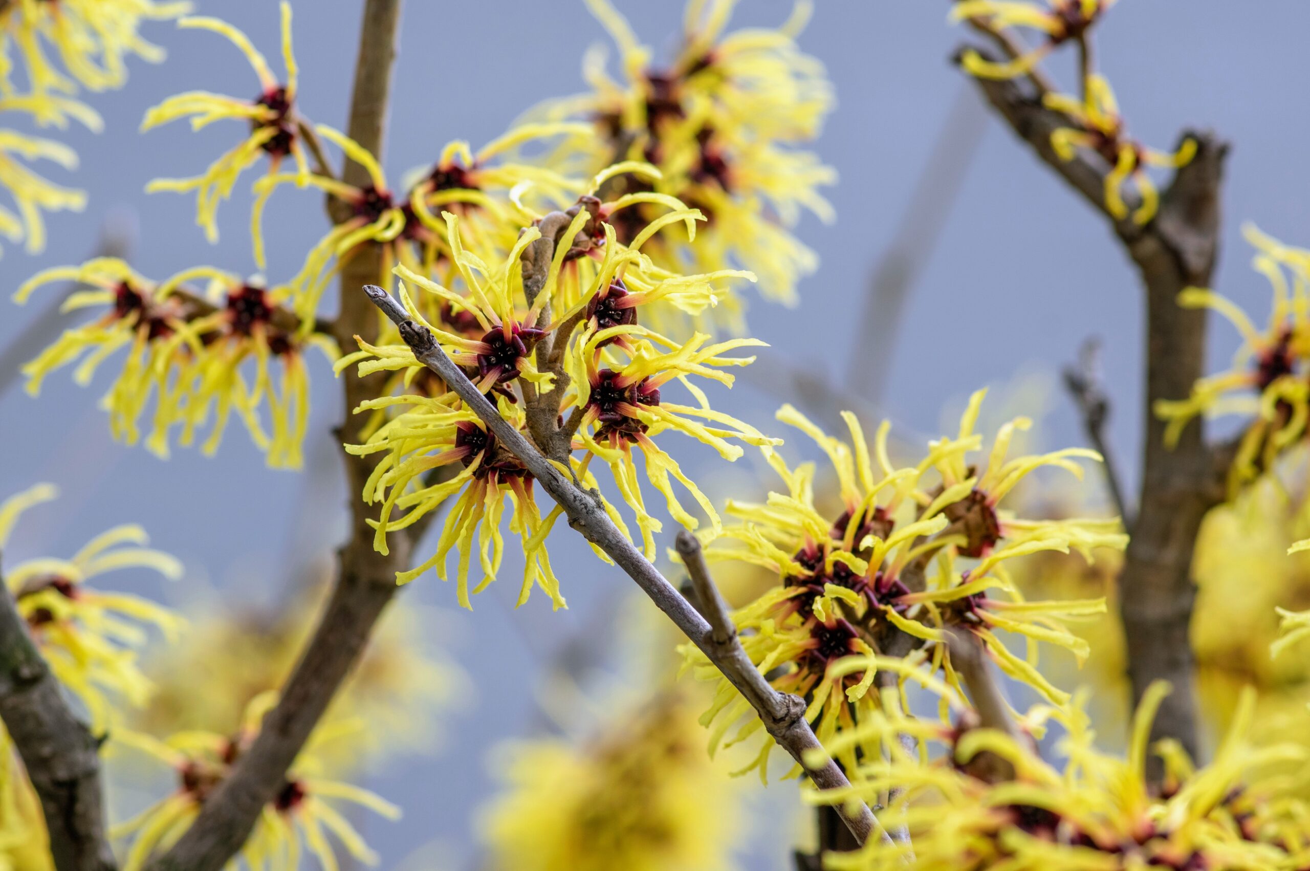 Witch hazel plants propel seeds at bullet speeds - Earth.com