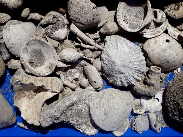 Fossil treasure trove found in Auckland contains at least 10 new ...