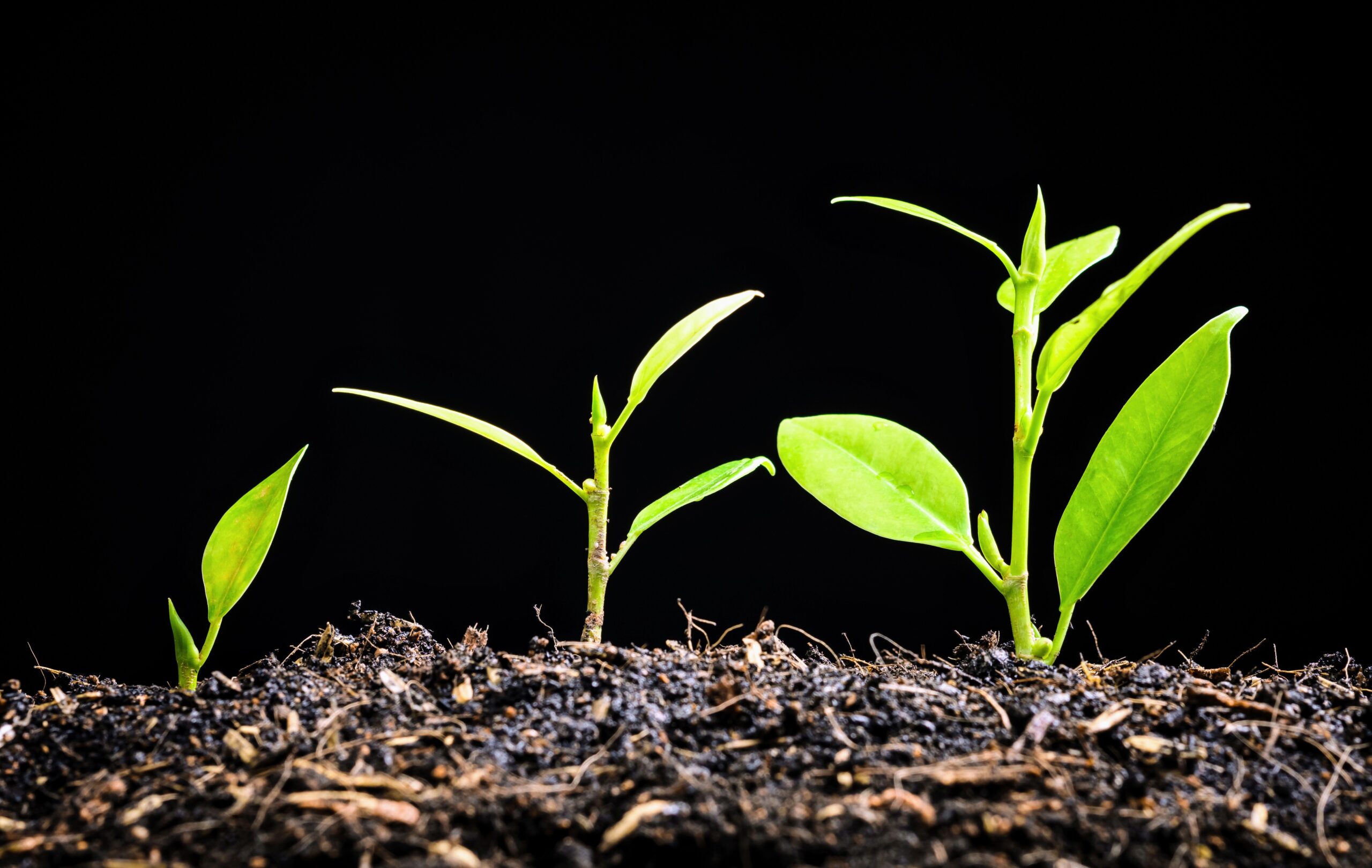 Genetic memories: How plants pass down information across generations ...