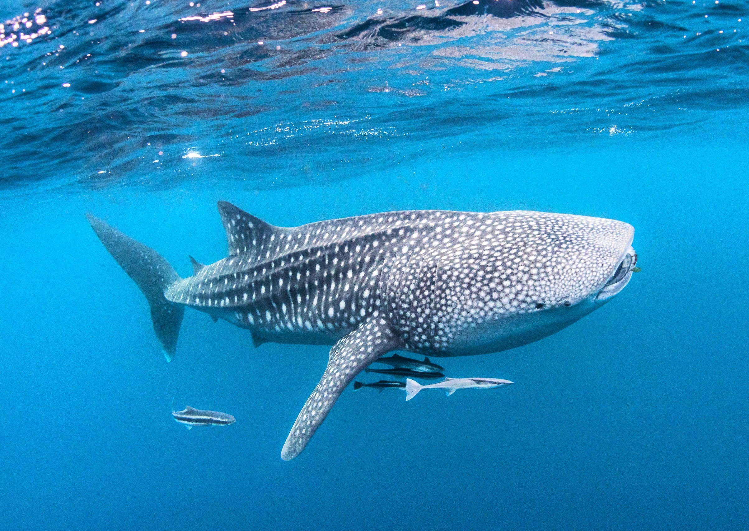 International Whale Shark Day Protecting The Gentle Giants Of The Sea International Whale Shark Day Protecting The Gentle Giants Of The Sea