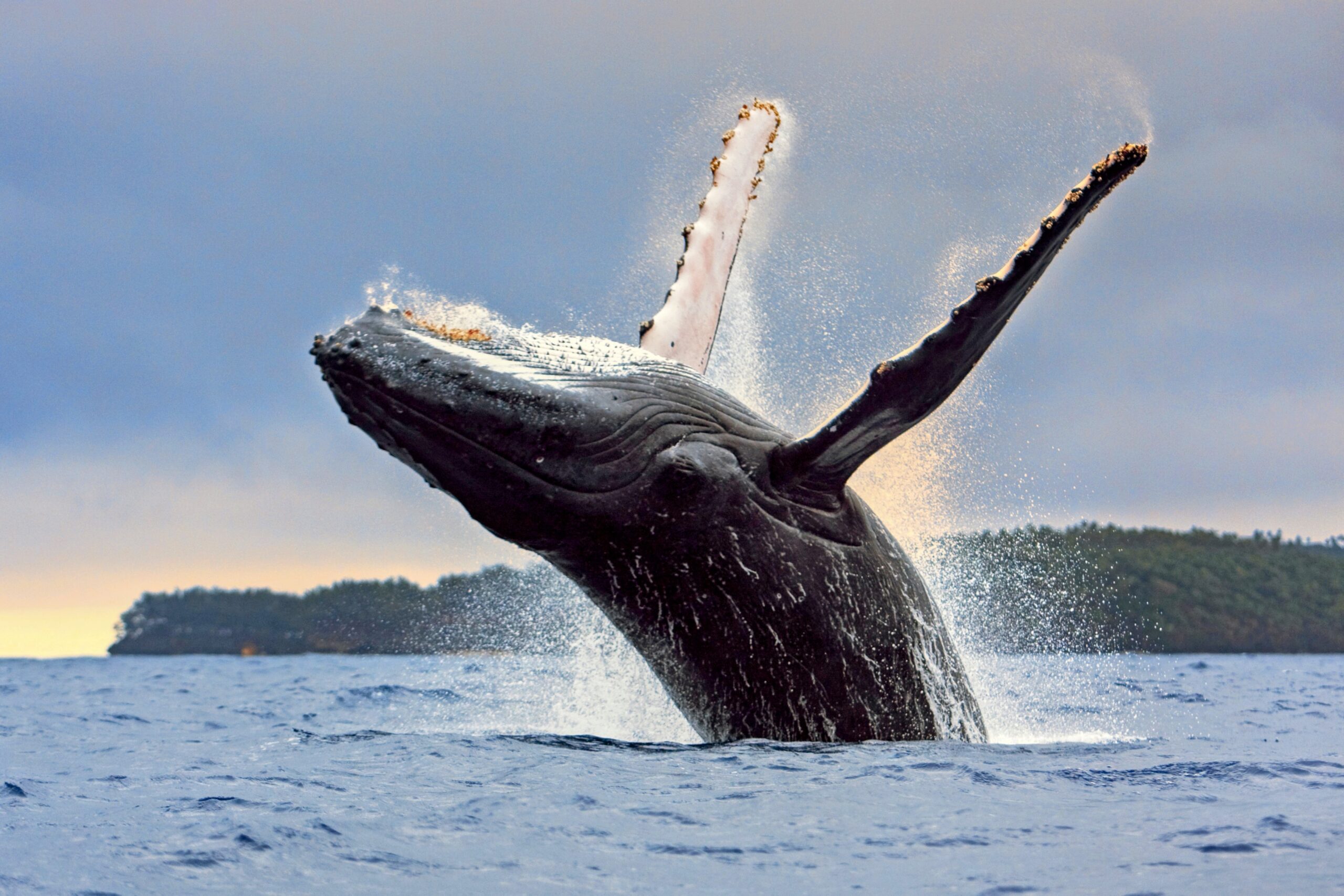 Mutation rates in whales are much higher than expected - Earth.com